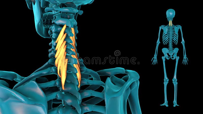 Cervical Part of Multifidus Muscle - 3D Model Stock Video - Video of ...