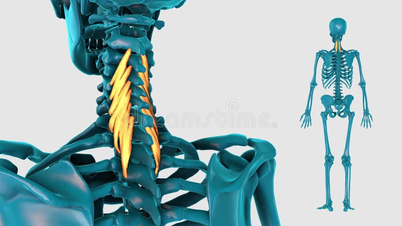 Cervical Part of Multifidus Muscle - Real Color - 3D Model Stock Video ...