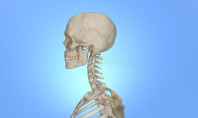 Cervical Section of the Spine and Cranium Stock Illustration ...