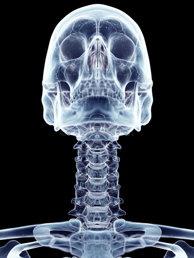 The cervical spine stock illustration. Illustration of spine - 56622242