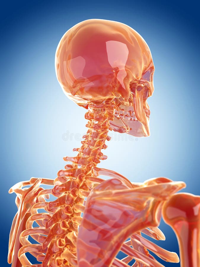 The cervical spine stock illustration. Illustration of dimensional ...