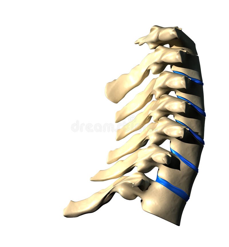 Side View Human Spine Body Stock Illustrations – 433 Side View Human ...