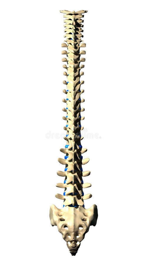 Cervical Spine - Lateral View / Side View Stock Illustration ...