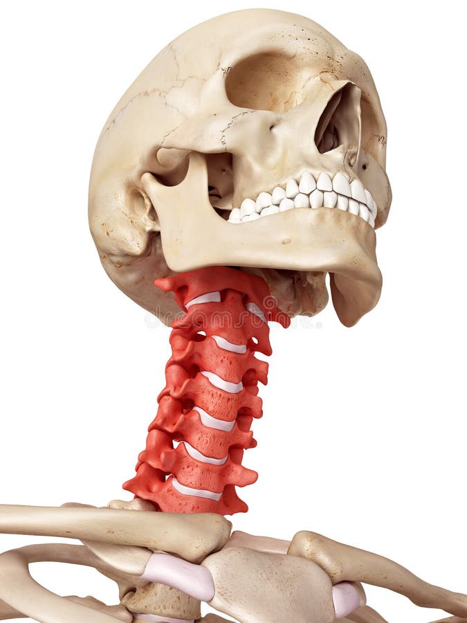 The cervical spine stock illustration. Illustration of skeletal - 56652580