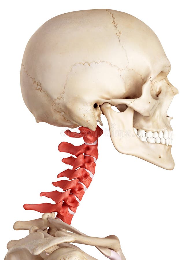 The Cervical Spine Stock Illustration - Image: 56652580