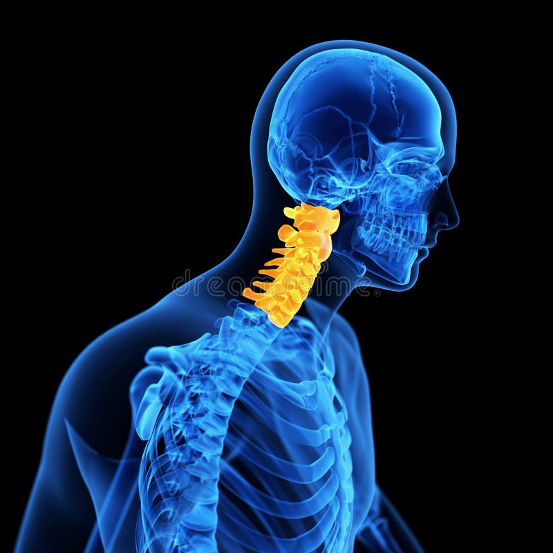 Cervical Spine - Posterior View / Back View Stock Illustration ...
