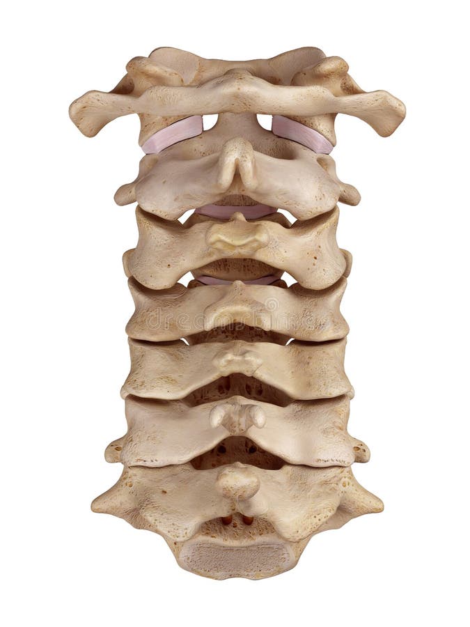 The cervical spine stock illustration. Illustration of skeletal - 56652580