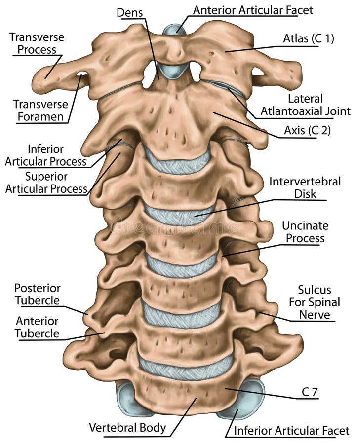 BOARD Cervical Spine Structure, Anterior View Stock Illustration ...