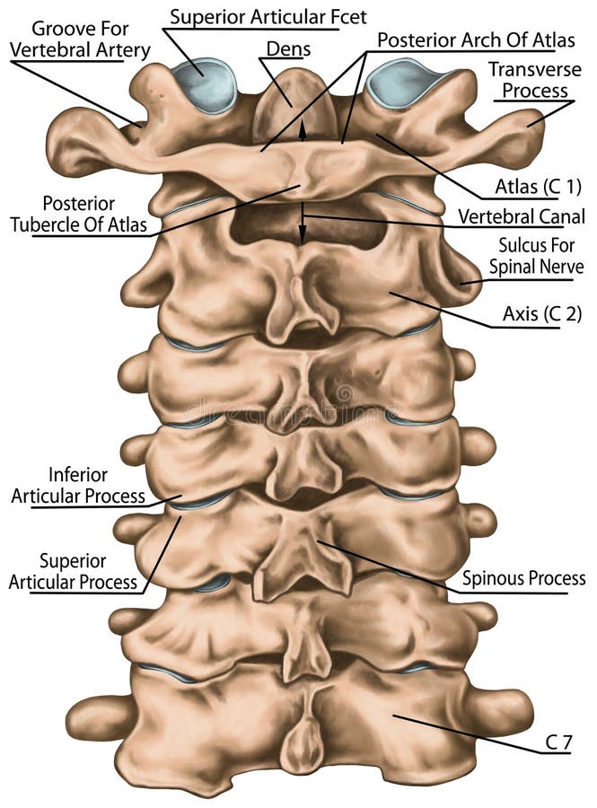 BOARD Cervical Spine Structure, Posterior View Stock Illustration ...
