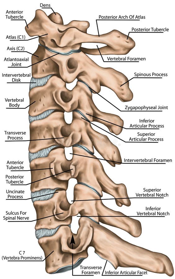 Vertebra Prominens