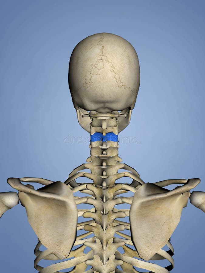 Cervical Vertebrae M-SKEL C4-b-1, 3D Model Stock Illustration ...