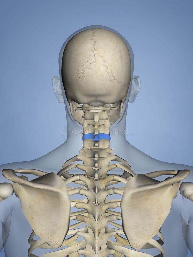 C5 Vertebrae Stock Illustrations – 2 C5 Vertebrae Stock Illustrations ...