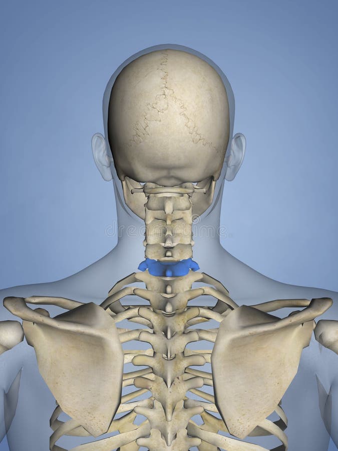 Cervical Vertebrae C7 Stock Illustration Illustration Of Vertebral