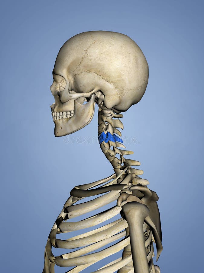 Cervical Vertebrae M-SKEL C4-l-1, 3D Model Stock Illustration ...