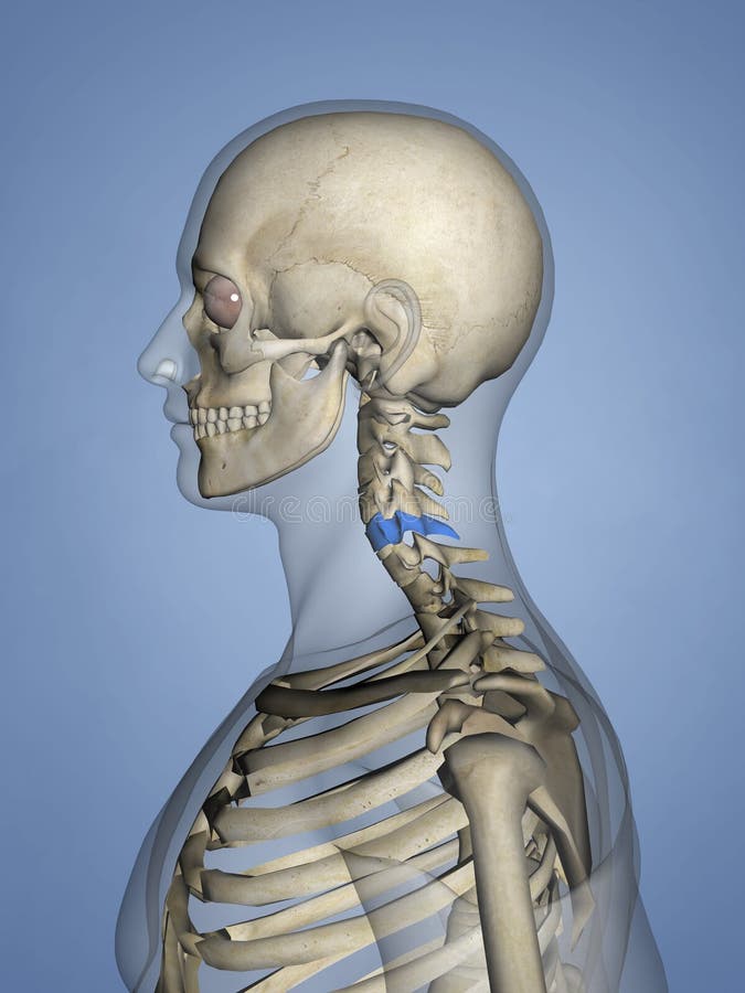 C5 Vertebrae Stock Illustrations – 6 C5 Vertebrae Stock Illustrations ...