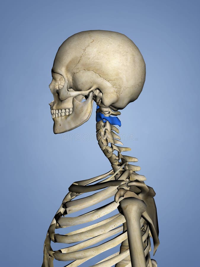 Cervicale Ruggewervels M-SKEL C5-l-1, 3D Model Stock Illustratie ...