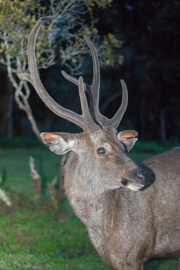 Cervidae 库存图片. 图片 包括有 横向, 重婚, 成人, 小鹿, 有薄雾, 猎人, 森林, 牛仔 - 101572887