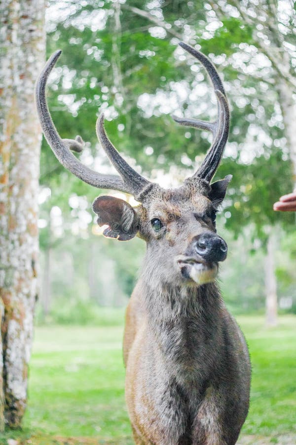 Cervidae 库存图片. 图片 包括有 哺乳动物, 重婚, 成人, 有雾, 室外, 查找, 牡鹿, 牛仔 - 101572887