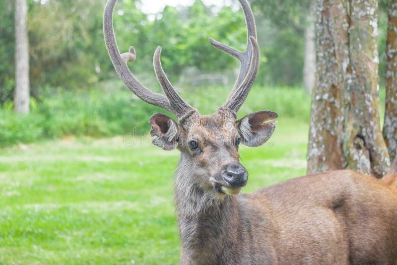 Cervidae foto de archivo. Imagen de ciervos, elegante - 101570868