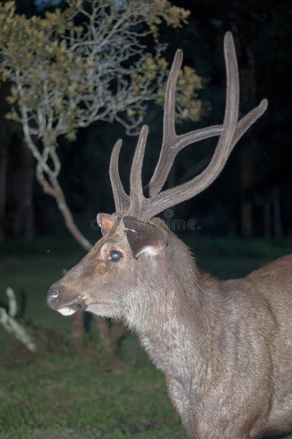 Cervidae de la noche imagen de archivo. Imagen de pista - 101567329