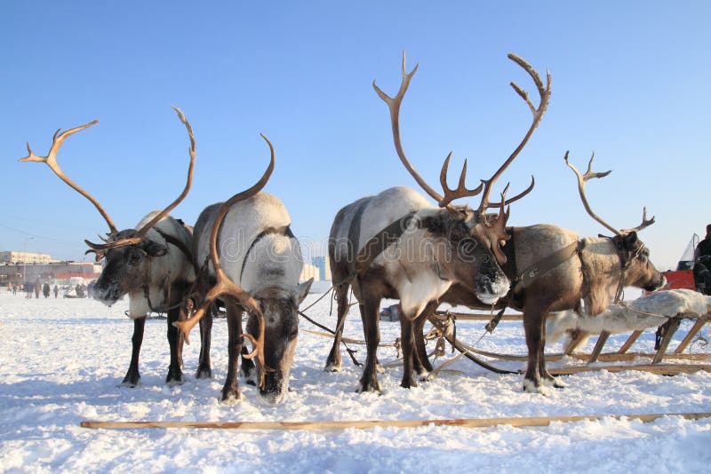 Cervine team stock image. Image of animal, siberia, russia - 23262471