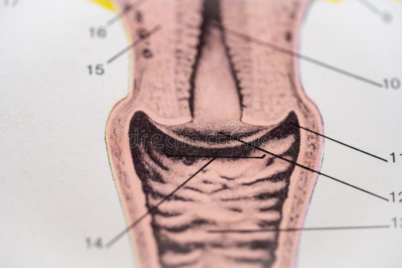 Cervix in an Anatomical Illustration Stock Photo - Image of healthcare ...