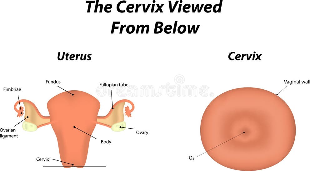 Cervix Stock Illustrations – 4,573 Cervix Stock Illustrations, Vectors & Clipart - Dreamstime
