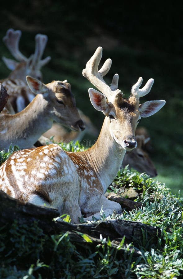 Cervos De Rato, Os Cervos Os Menores No Mundo Imagem de Stock - Imagem ...