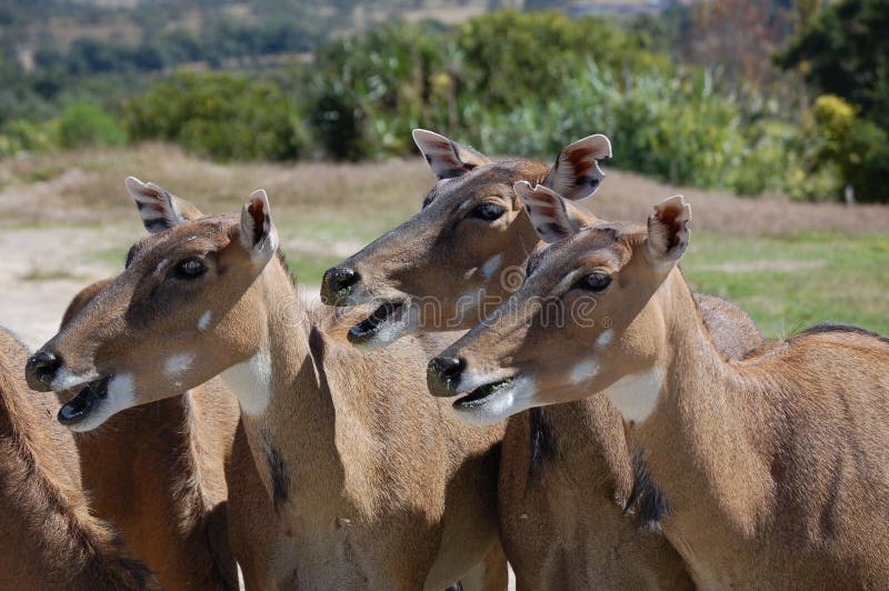 Cervos Africanos Fotos De Stock - Baixe 104 Fotos Royalty Free