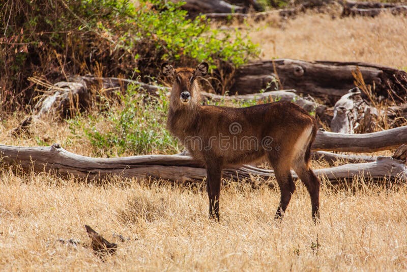 Cervos Africanos Fotos De Stock - Baixe 104 Fotos Royalty Free