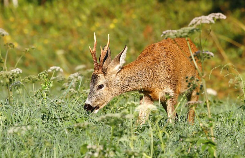 Cervos de ovas Foxy foto de stock. Imagem de alimento - 33086772