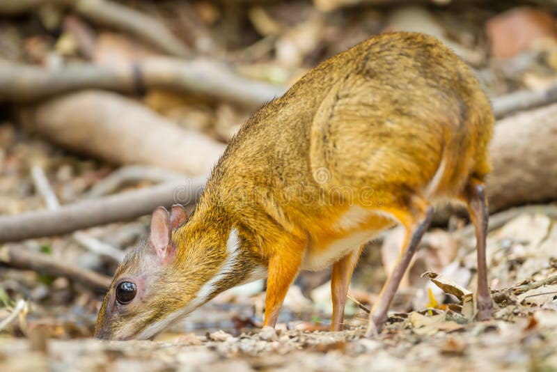 Cervos de rato imagem de stock. Imagem de filial, silêncio - 38723193