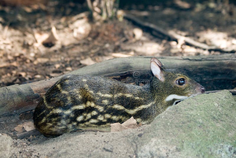 Cervos De Rato, Os Cervos Os Menores No Mundo Imagem de Stock - Imagem ...