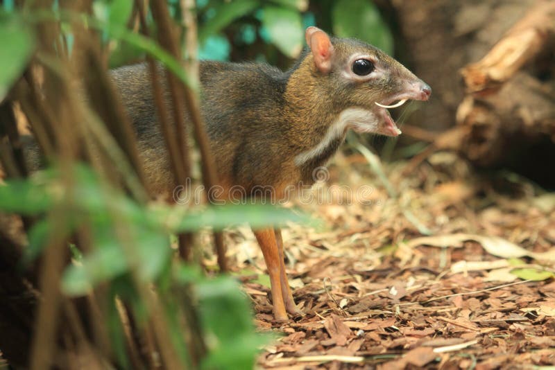 Cervos de rato 2 foto de stock. Imagem de selvagem, wildlife - 2196486