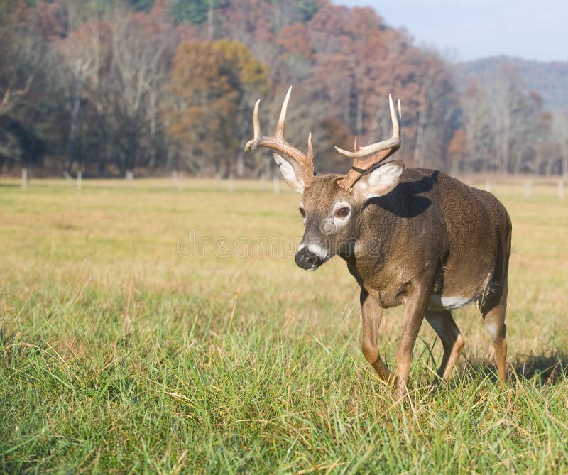 Cervos De Whitetail Em Um Campo Imagem de Stock - Imagem de exterior ...
