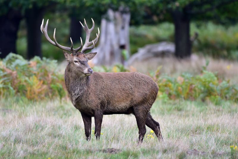 Cervos Vermelhos, Elaphus Do Cervus Foto de Stock - Imagem de animal ...