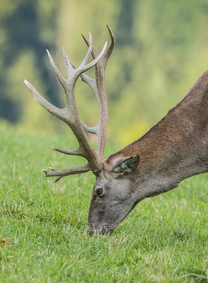Cervus elaphus stock image. Image of elaphus, wildlife - 43437509