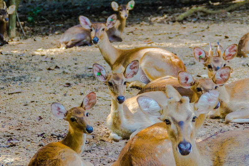 Cervus Eldi, or Siamese Eld`s Deer Stock Photo - Image of antlers ...