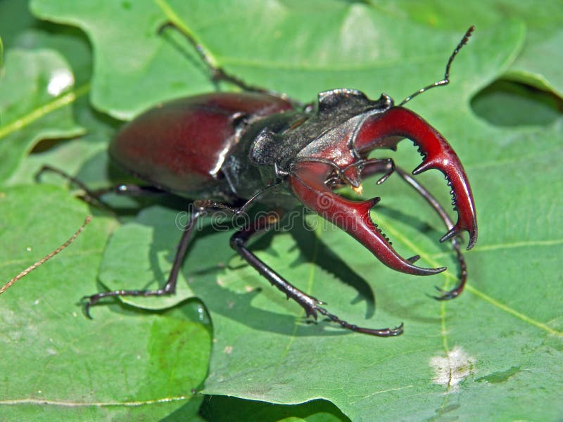 Kever stock foto. Image of dieren, entomologie, dierentuin - 19424160