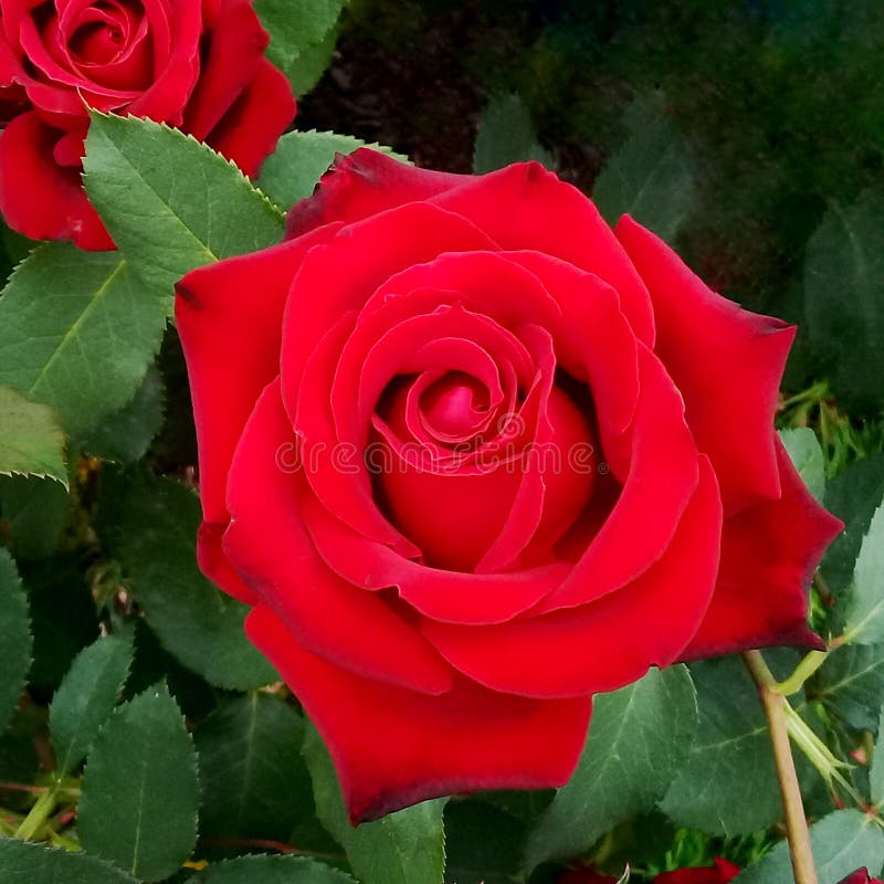 Cesar E Chavez Red Rose Flower 02 Stock Photo - Image of hybrid ...