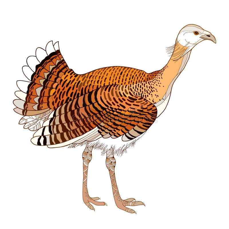 Great bustard bird drawing stock vector. Illustration of bird - 13067809