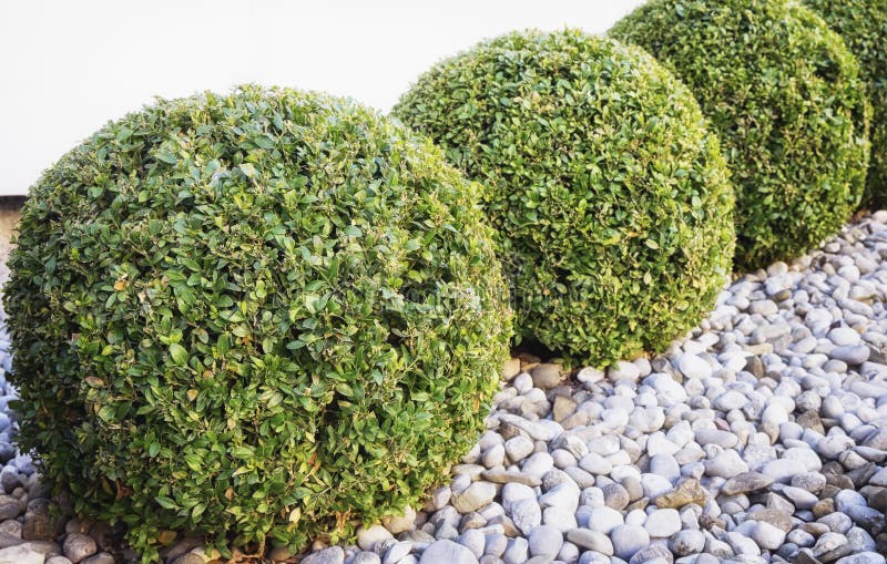 Cespugli immagine stock. Immagine di eleganza, ornamentale - 36478437