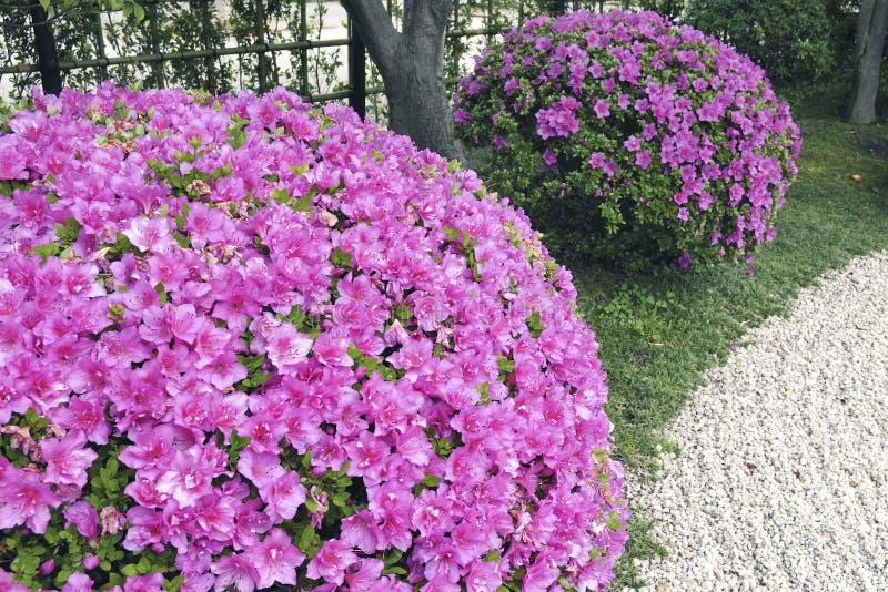 Cespugli dell'azalea immagine stock. Immagine di giardino - 28244845
