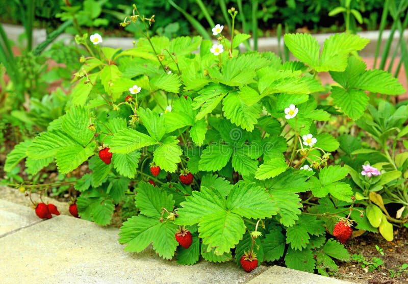 Cespugli Di Fragola Selvatica Immagine Stock - Immagine di chiusura ...