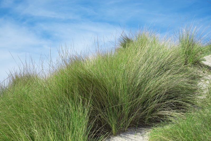 Cespugli di erba fotografia stock. Immagine di floreale - 62353808