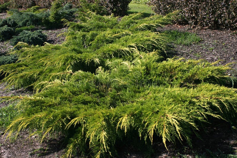 Cespugli ornamentali immagine stock. Immagine di giardinaggio - 11027317