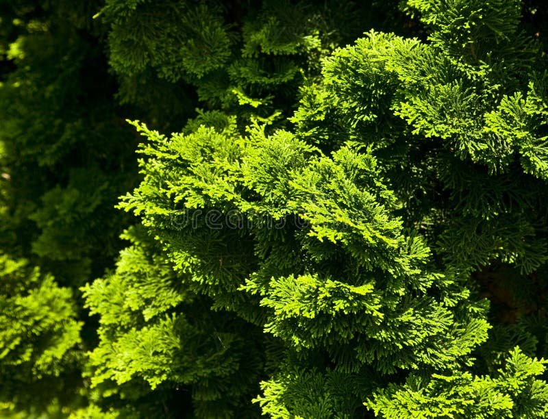 Cespugli verdi immagine stock. Immagine di cespugli, vegetazione - 12200089