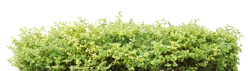 Arbusto Coral Beauty Isolato Su Sfondo Bianco Immagine Stock - Immagine ...