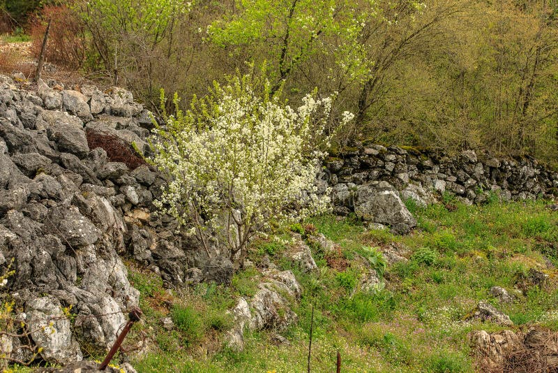 Cespuglio immagine stock. Immagine di pianta, bianco - 44148809