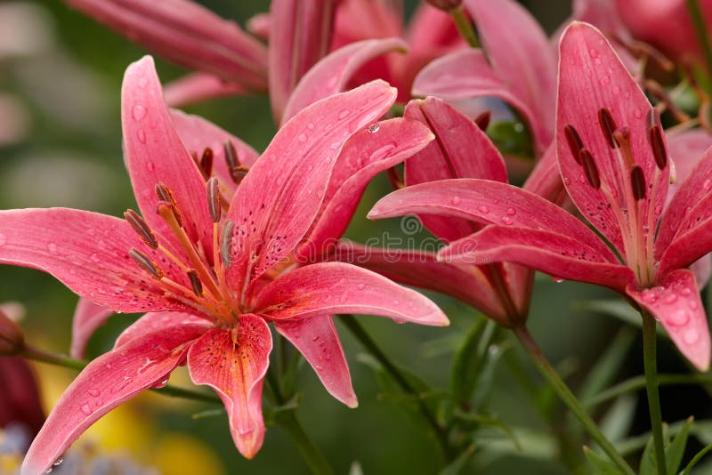 Cespuglio dei gigli immagine stock. Immagine di cespuglio - 40388165